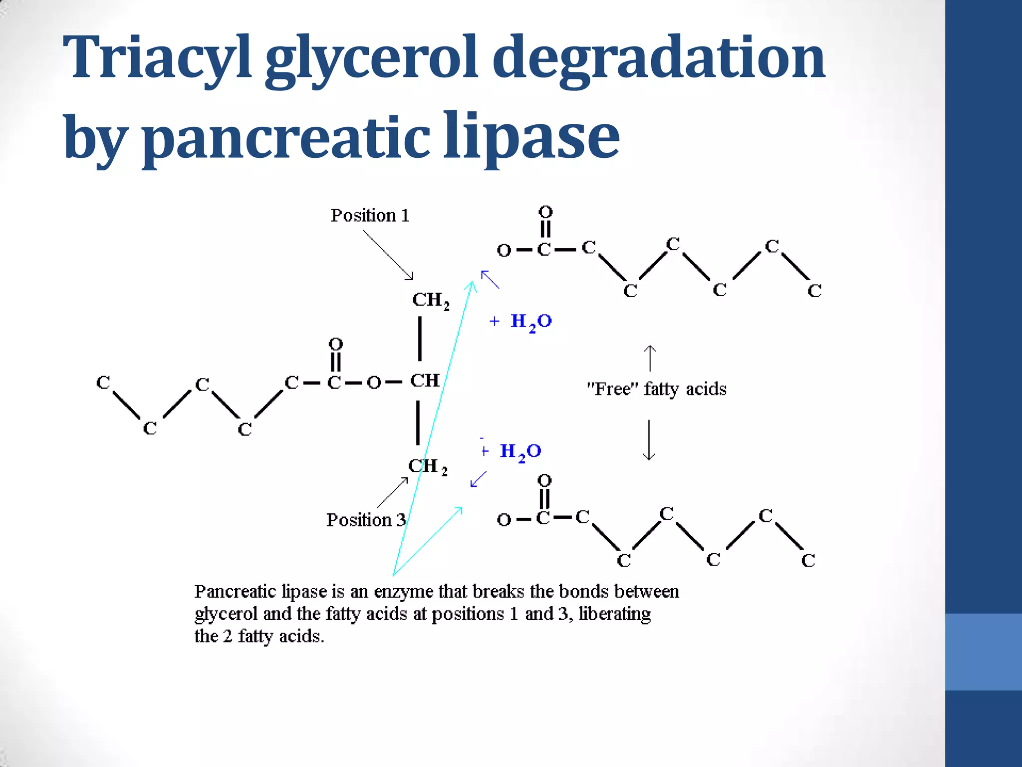 Digestion and Absorption of LIpids | PPTX