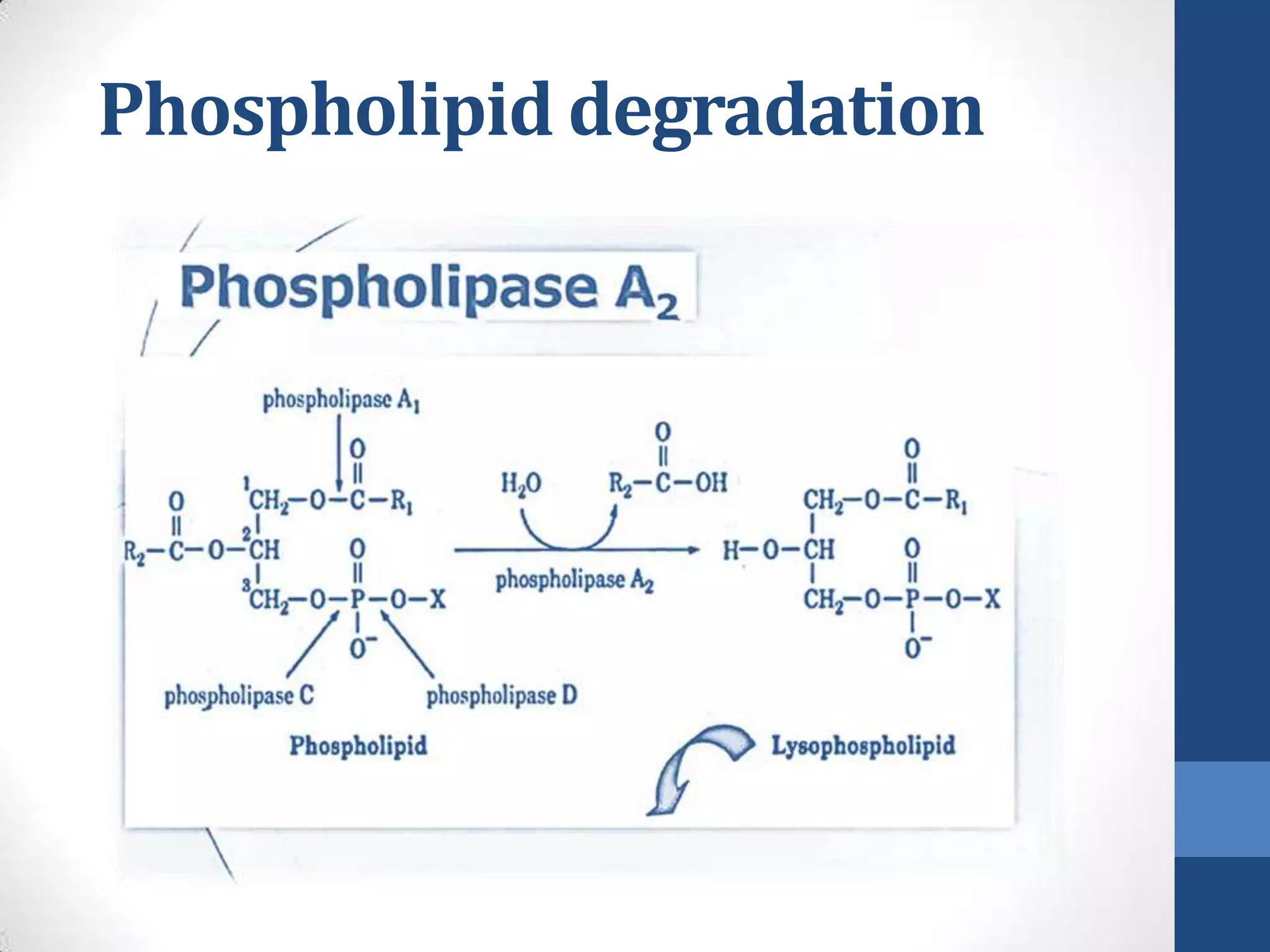 Digestion and Absorption of LIpids | PPTX
