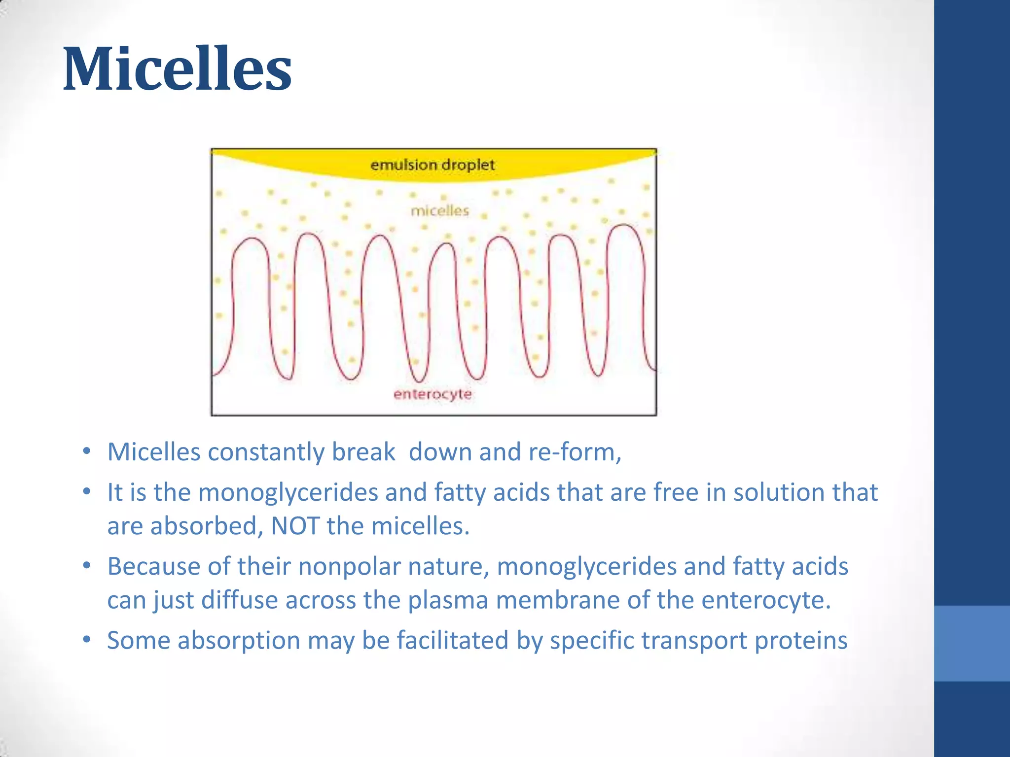 Digestion and Absorption of LIpids | PPTX