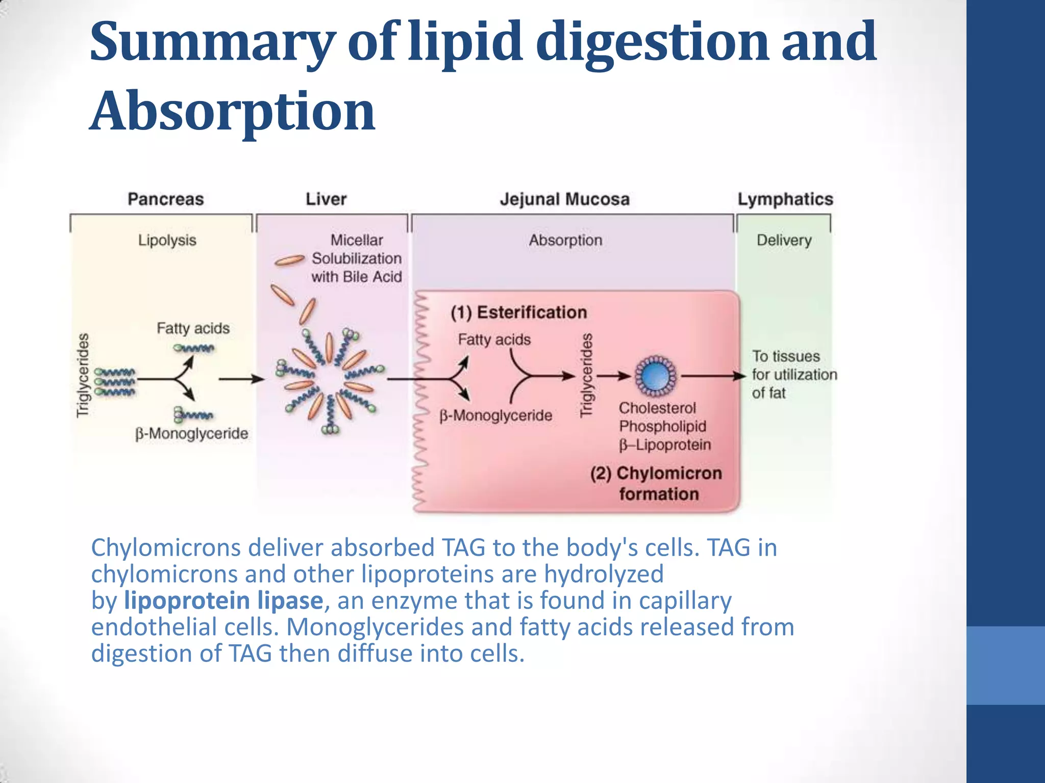Digestion and Absorption of LIpids | PPTX