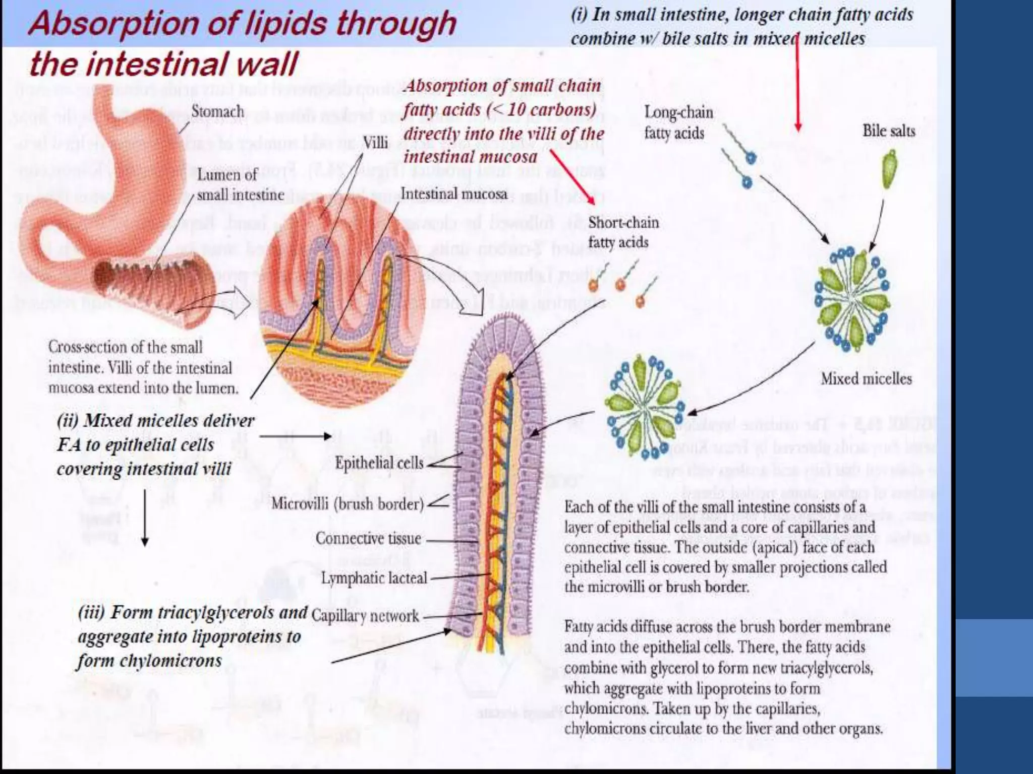 Digestion and Absorption of LIpids | PPTX
