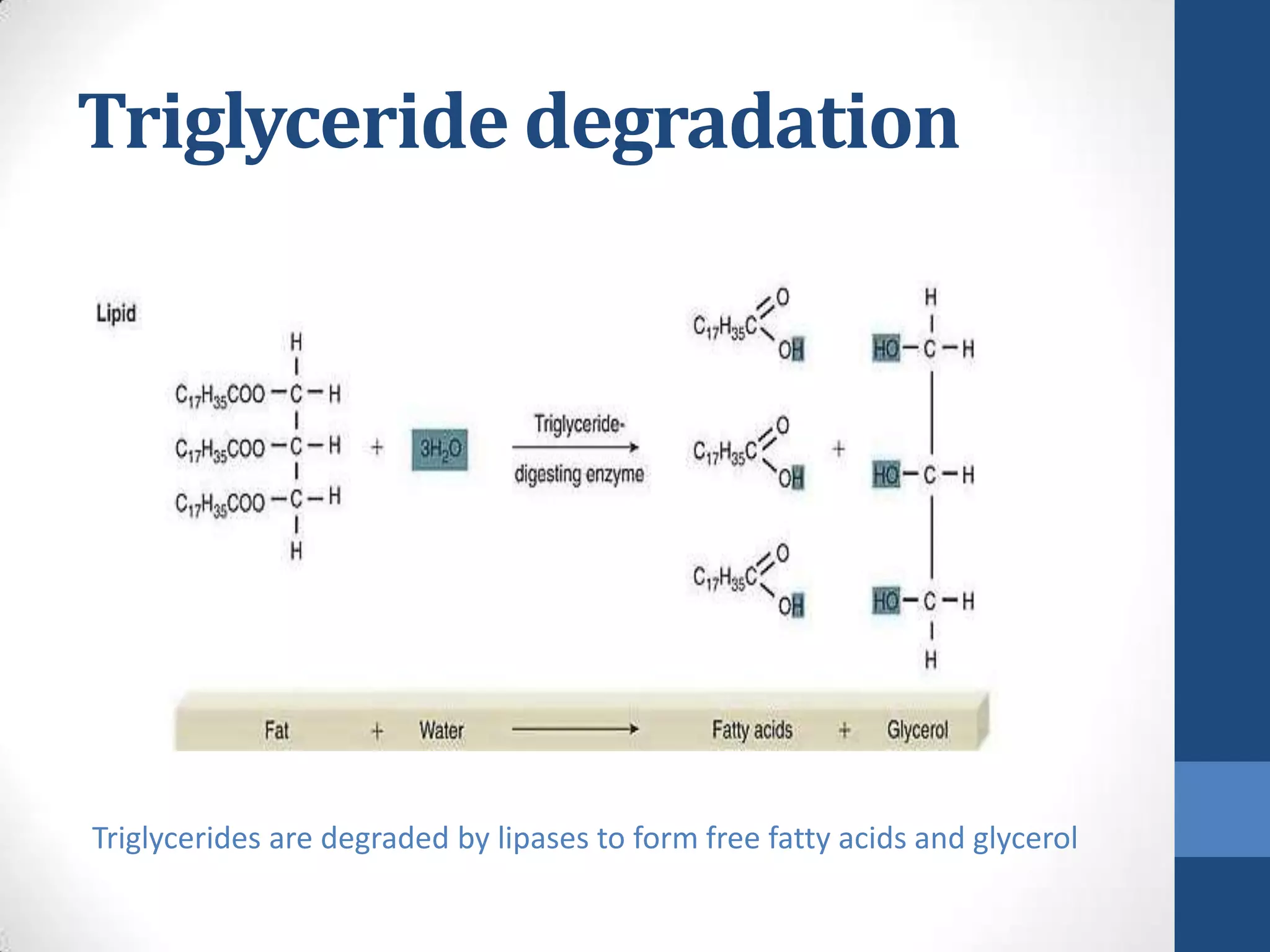 Digestion and Absorption of LIpids | PPTX
