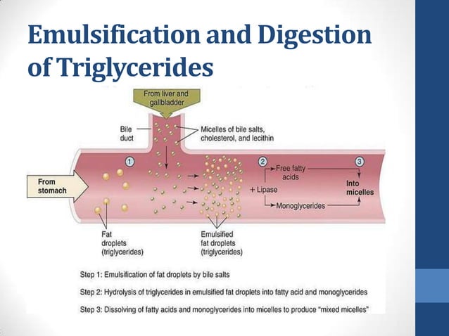Digestion and Absorption of LIpids | PPTX | Digestive Disorders ...