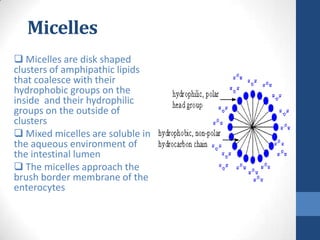 Digestion and Absorption of LIpids | PPTX