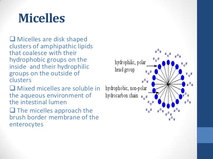 Digestion and Absorption of LIpids