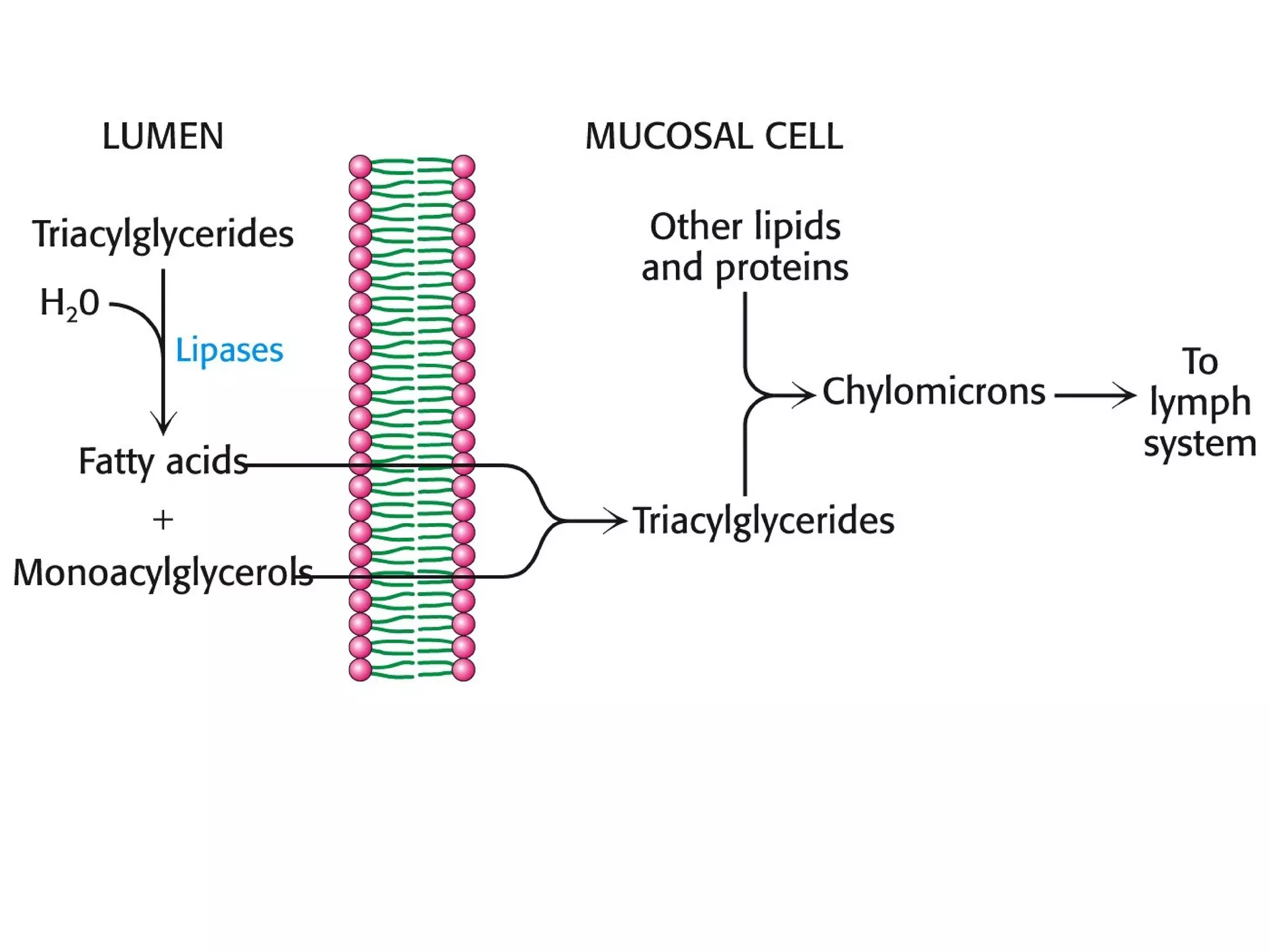 Lipid absorption and mobilization | PPT