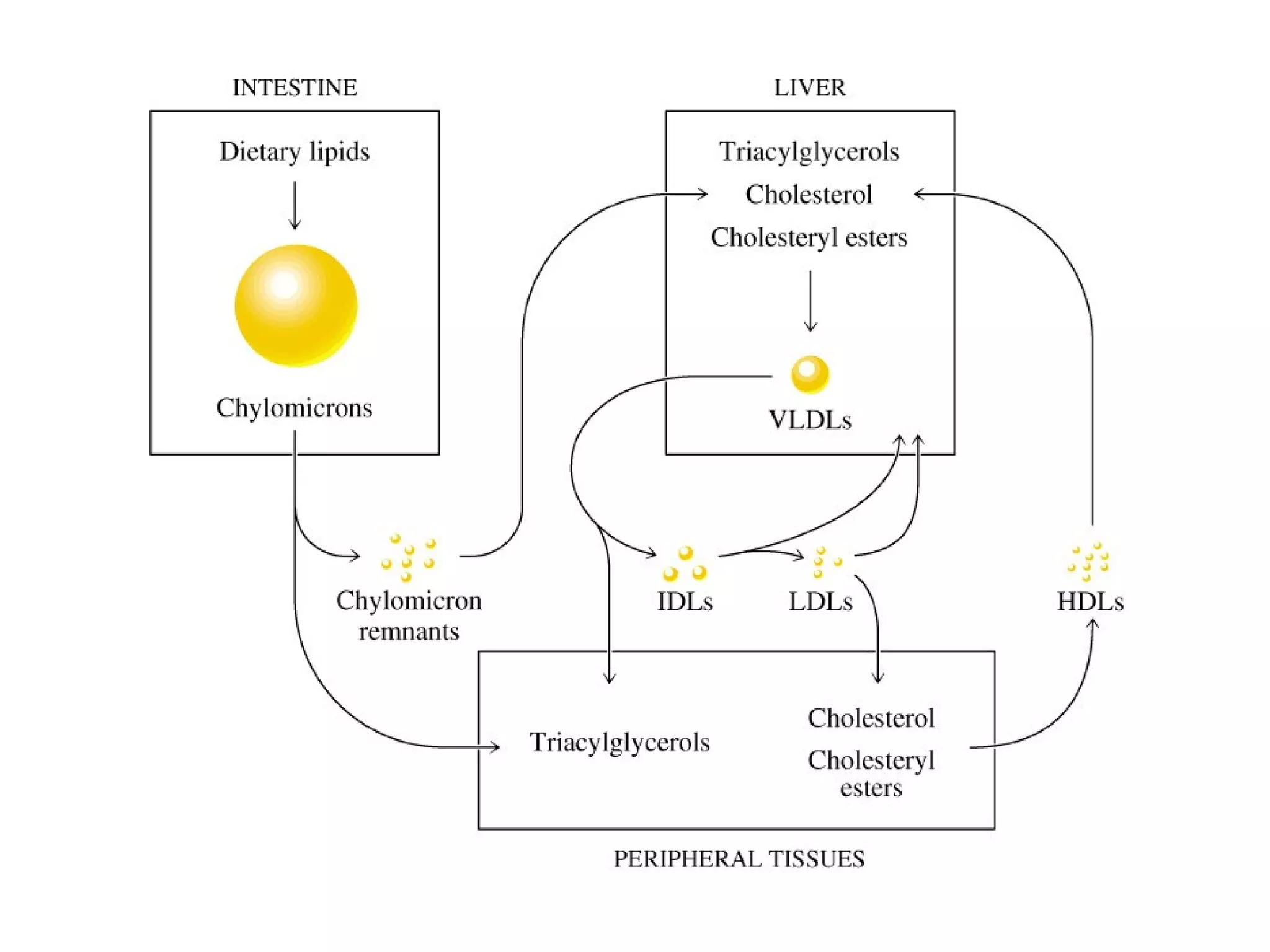 Lipid absorption and mobilization | PPT