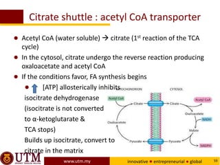 Lipid anabolism | PDF | Chemistry | Science