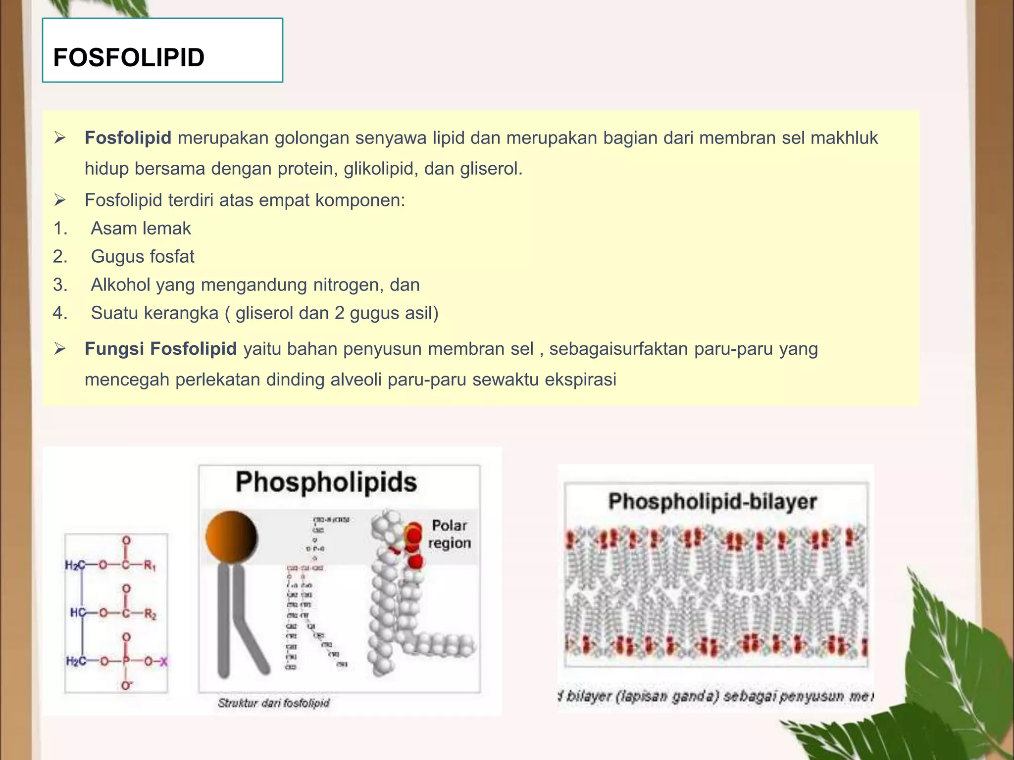 LIPID | PPTX
