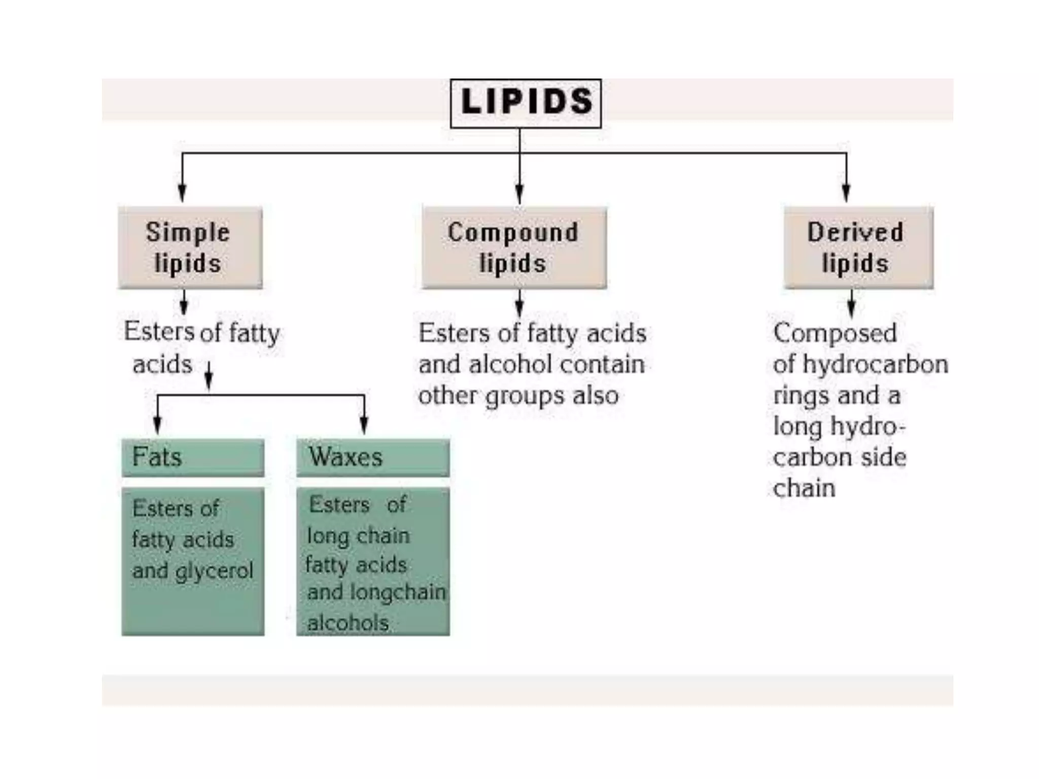Lipid (biochem) | PPT