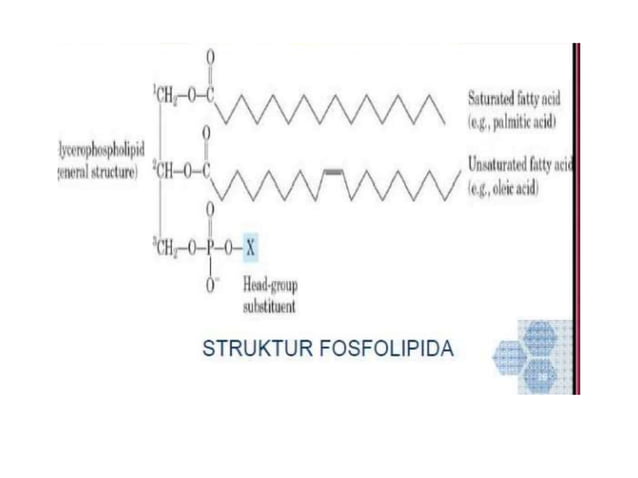 Lipid biomol | PPT