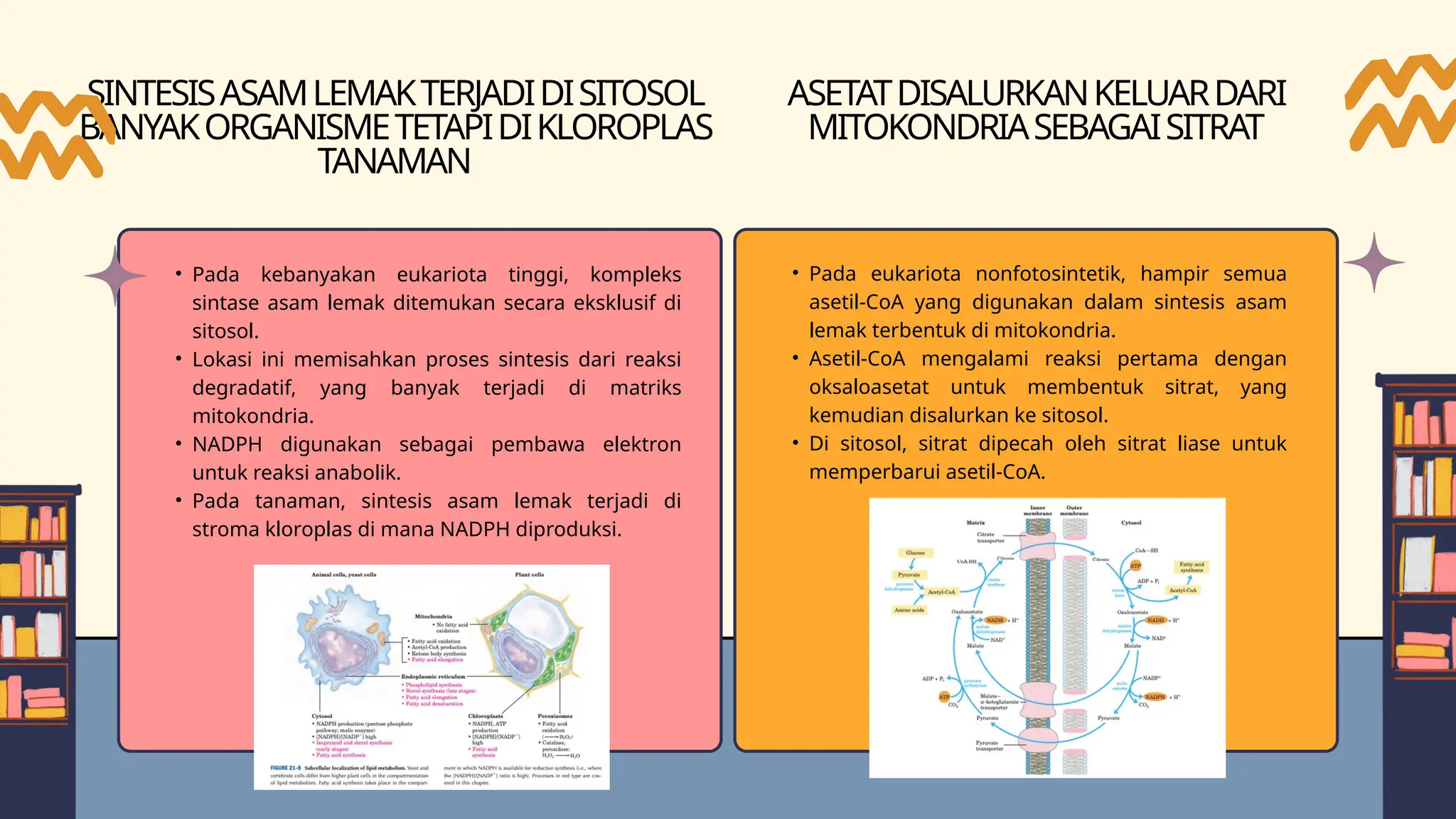 jalur sintesis asam lemak, regulasi dan biosintesis | PPTX