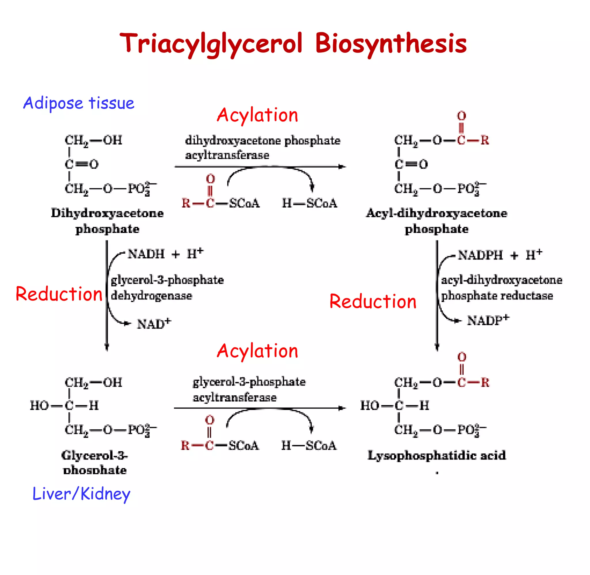 Biosynthesis of Triacylglycerol, Phospholipids, Sphingolipids | PDF