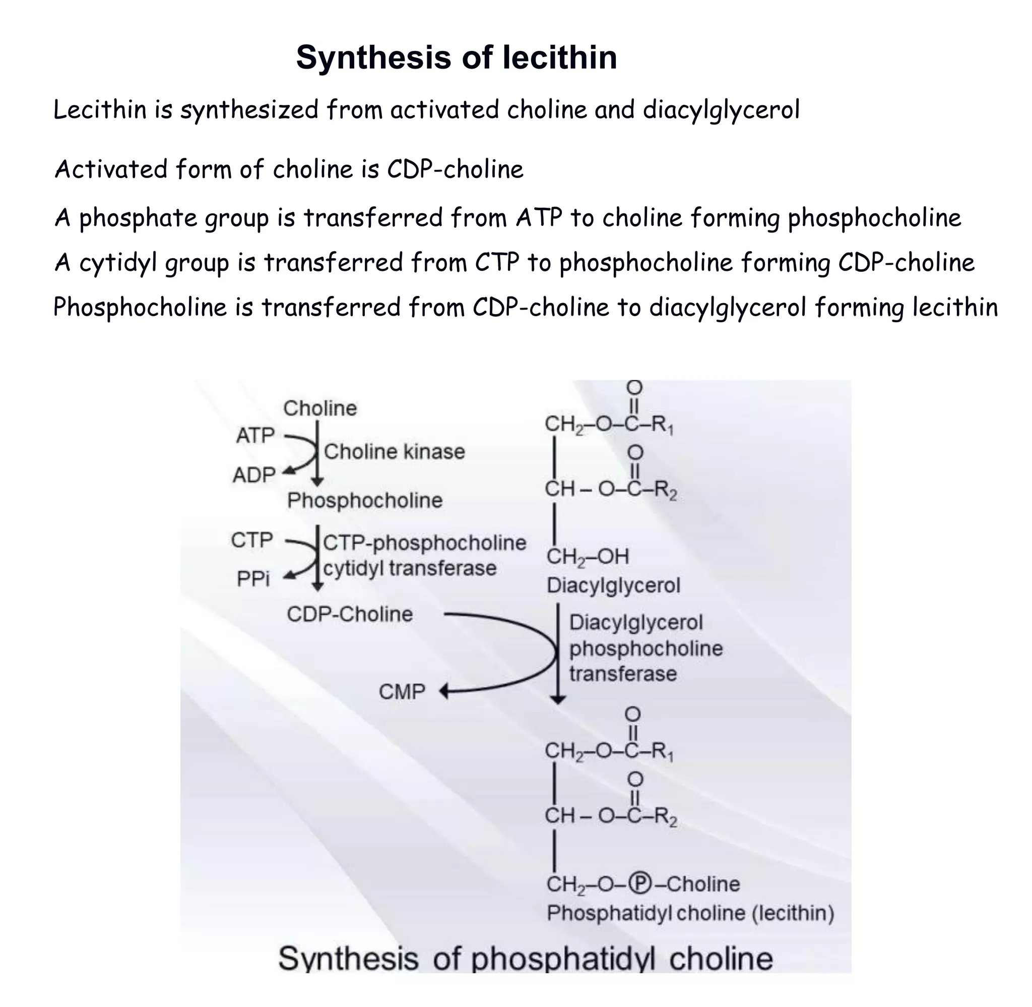 Biosynthesis of Triacylglycerol, Phospholipids, Sphingolipids | PDF