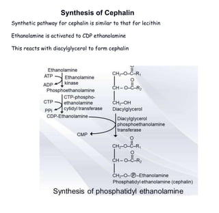 Biosynthesis of Triacylglycerol, Phospholipids, Sphingolipids | PDF
