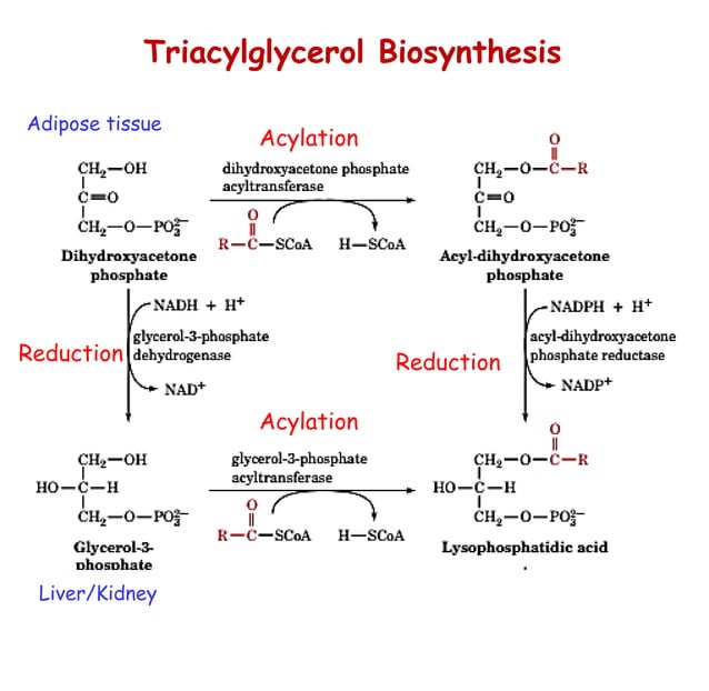 Biosynthesis of Triacylglycerol, Phospholipids, Sphingolipids | PPT