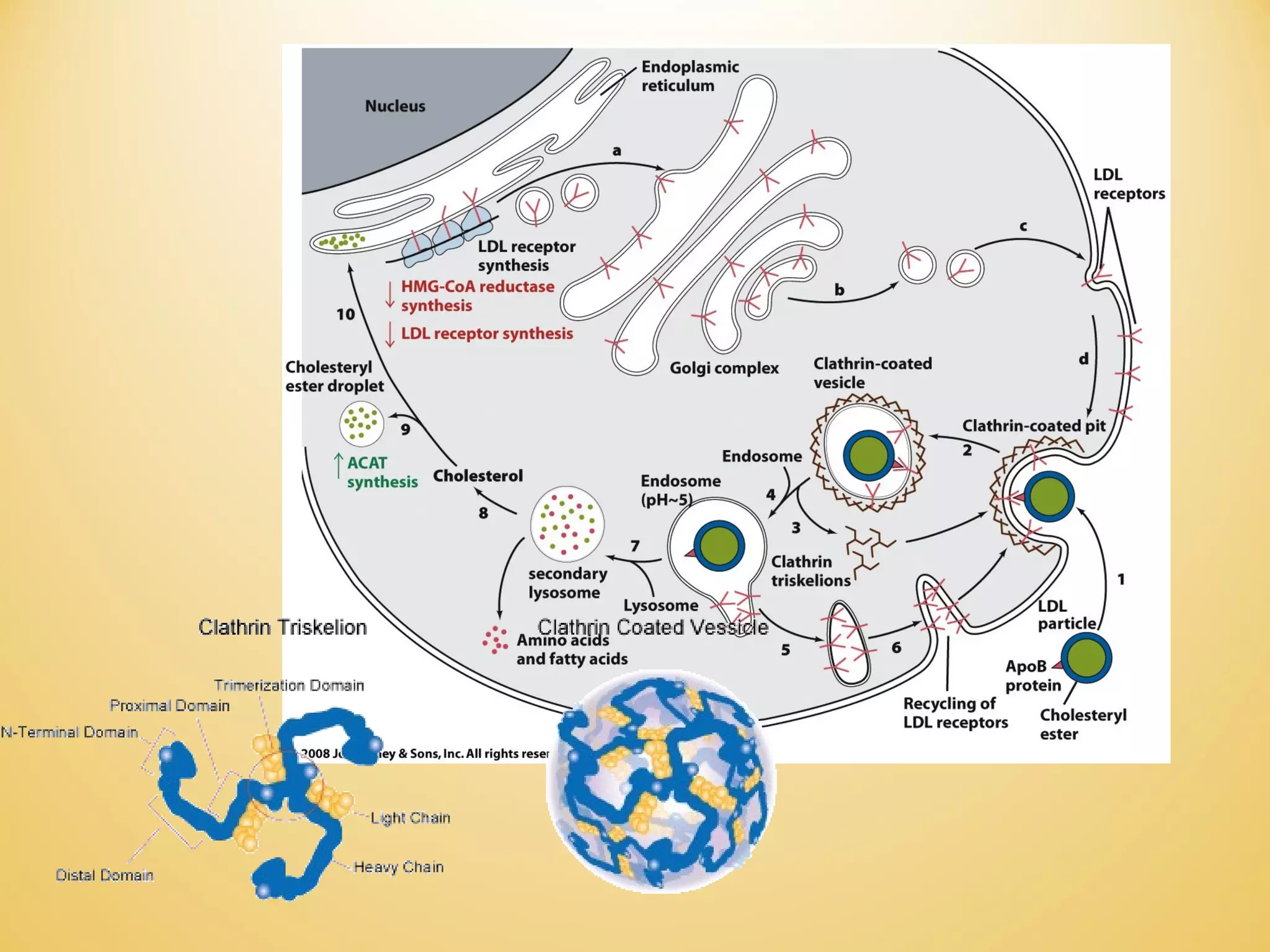 Lipid breakdown and biosynthesis | PPT