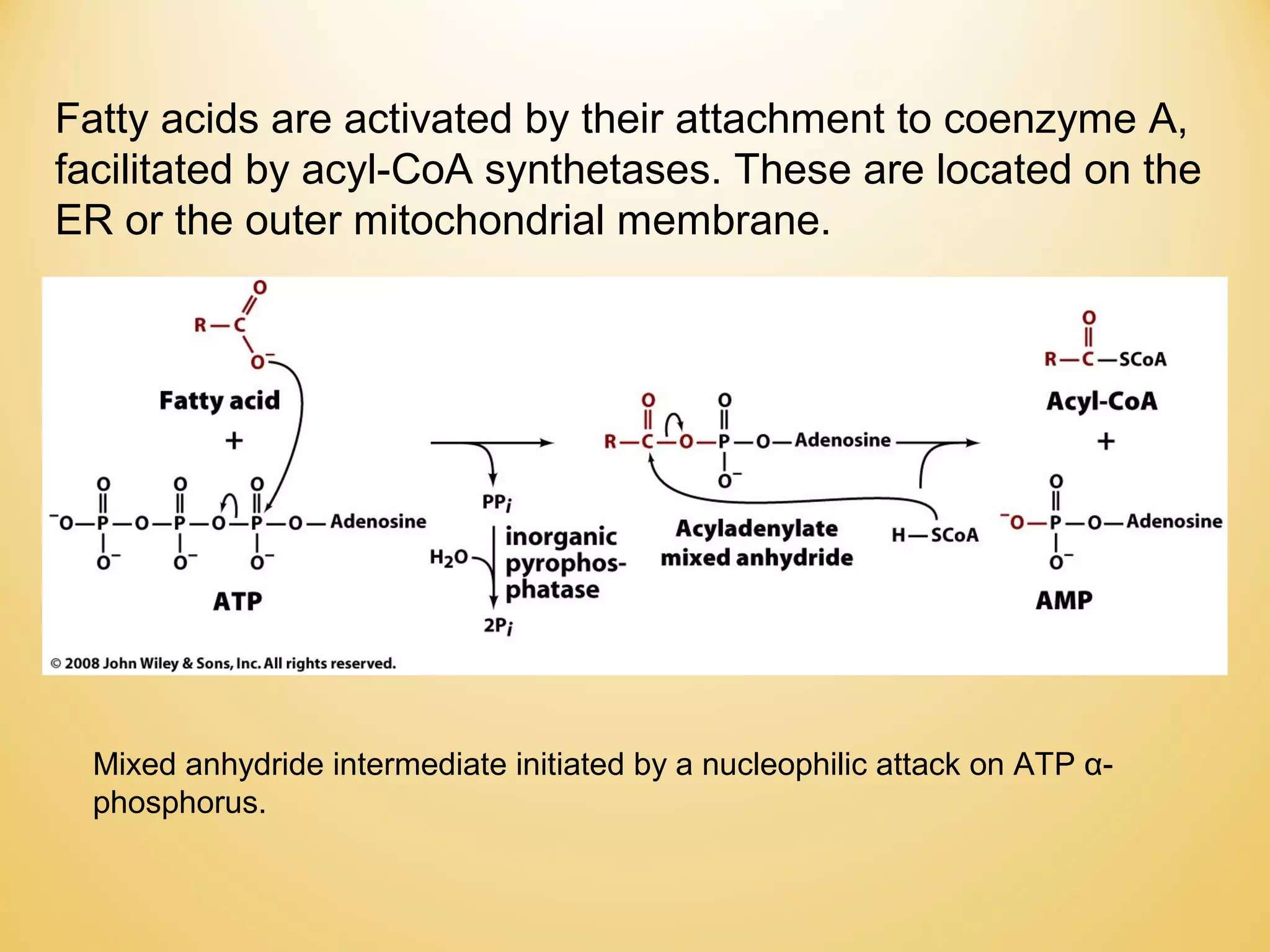 Lipid breakdown and biosynthesis | PPT