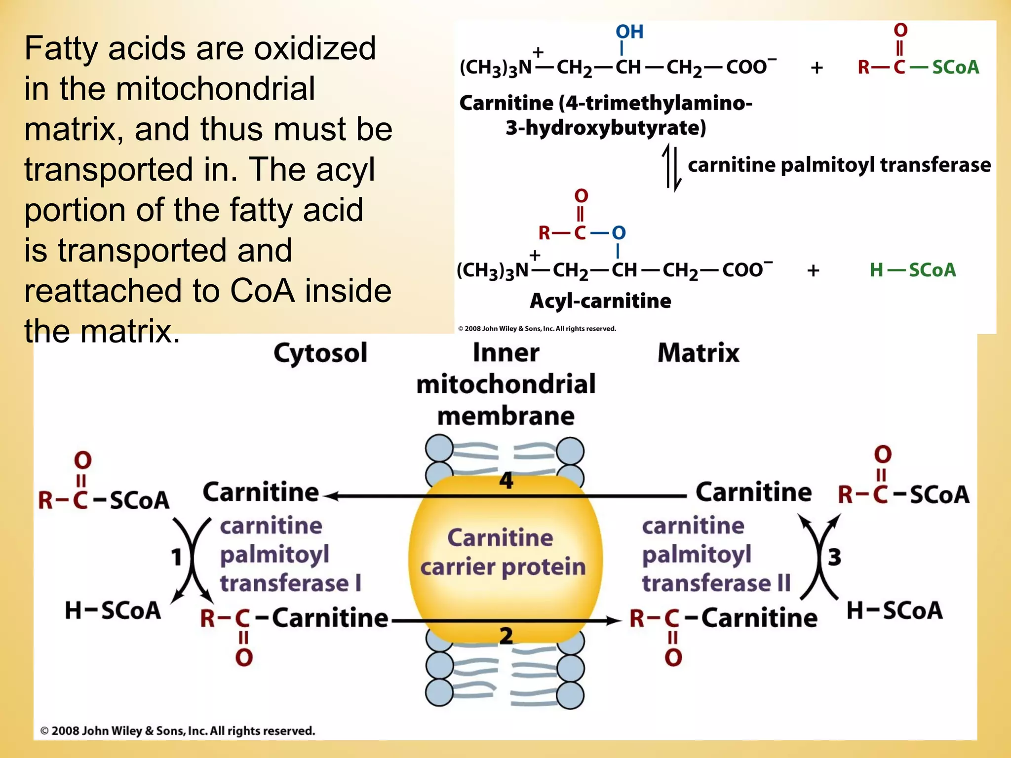 Lipid breakdown and biosynthesis | PPT