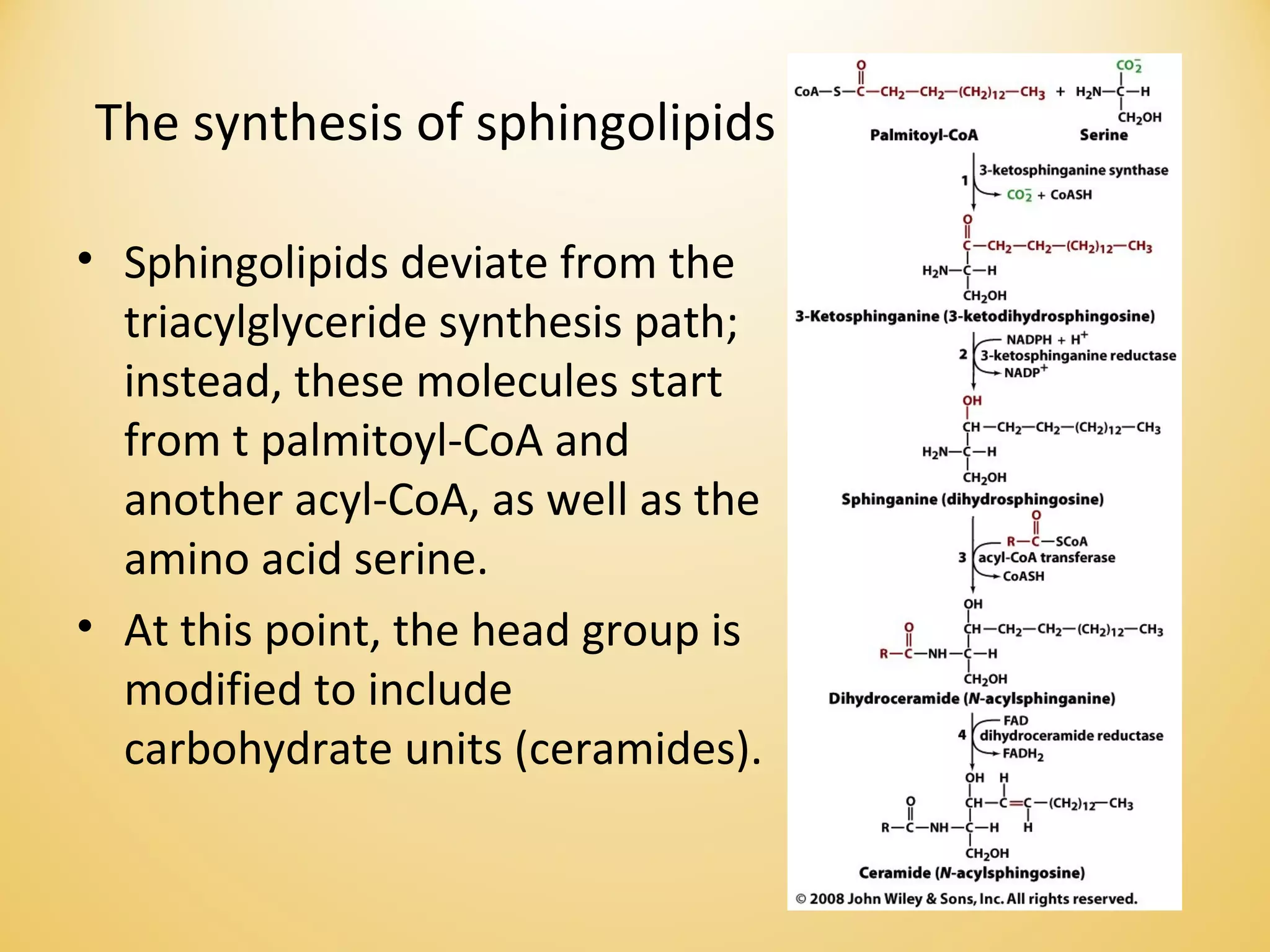 Lipid breakdown and biosynthesis | PPT