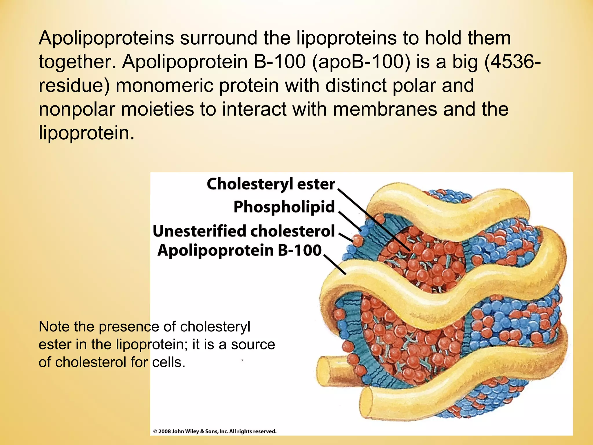 Lipid breakdown and biosynthesis | PPT