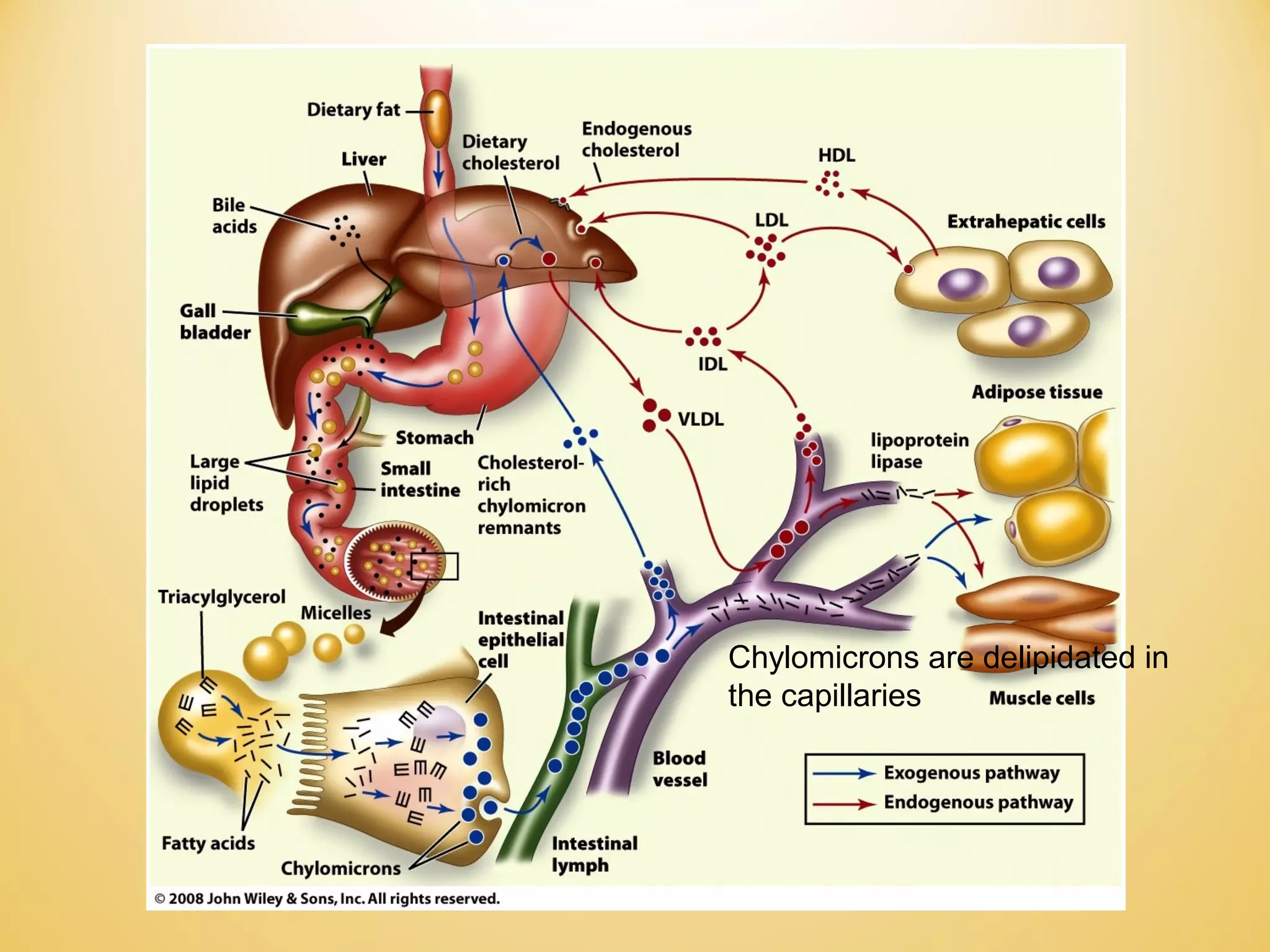 Lipid breakdown and biosynthesis | PPT