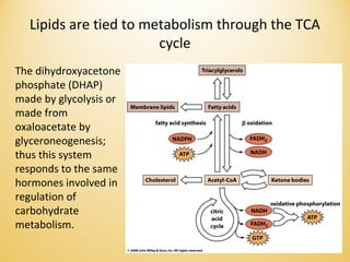 Lipid breakdown and biosynthesis | PPT
