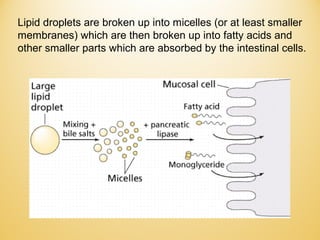 Lipid breakdown and biosynthesis | PPT