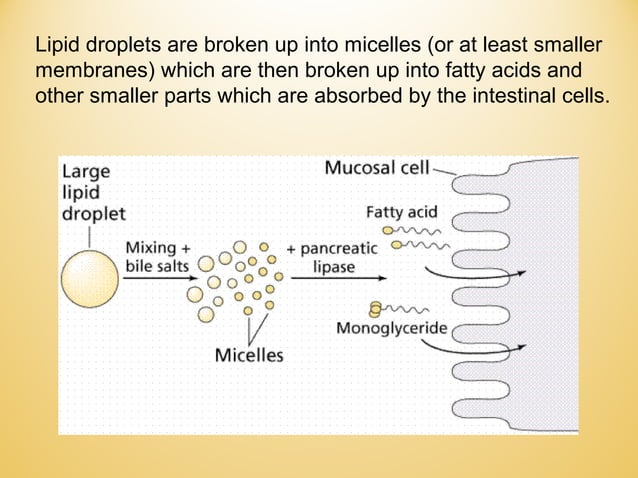 Lipid breakdown and biosynthesis | PPT