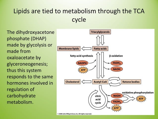 Lipid biosynthesis | PPT