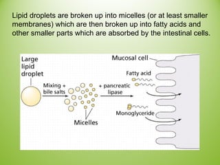 Lipid biosynthesis | PPT