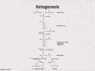 lipidcatabolism2016431008-190412173810.pptx | Endocrine and Metabolic ...