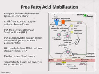 lipidcatabolism2016431008-190412173810.pptx | Endocrine and Metabolic ...