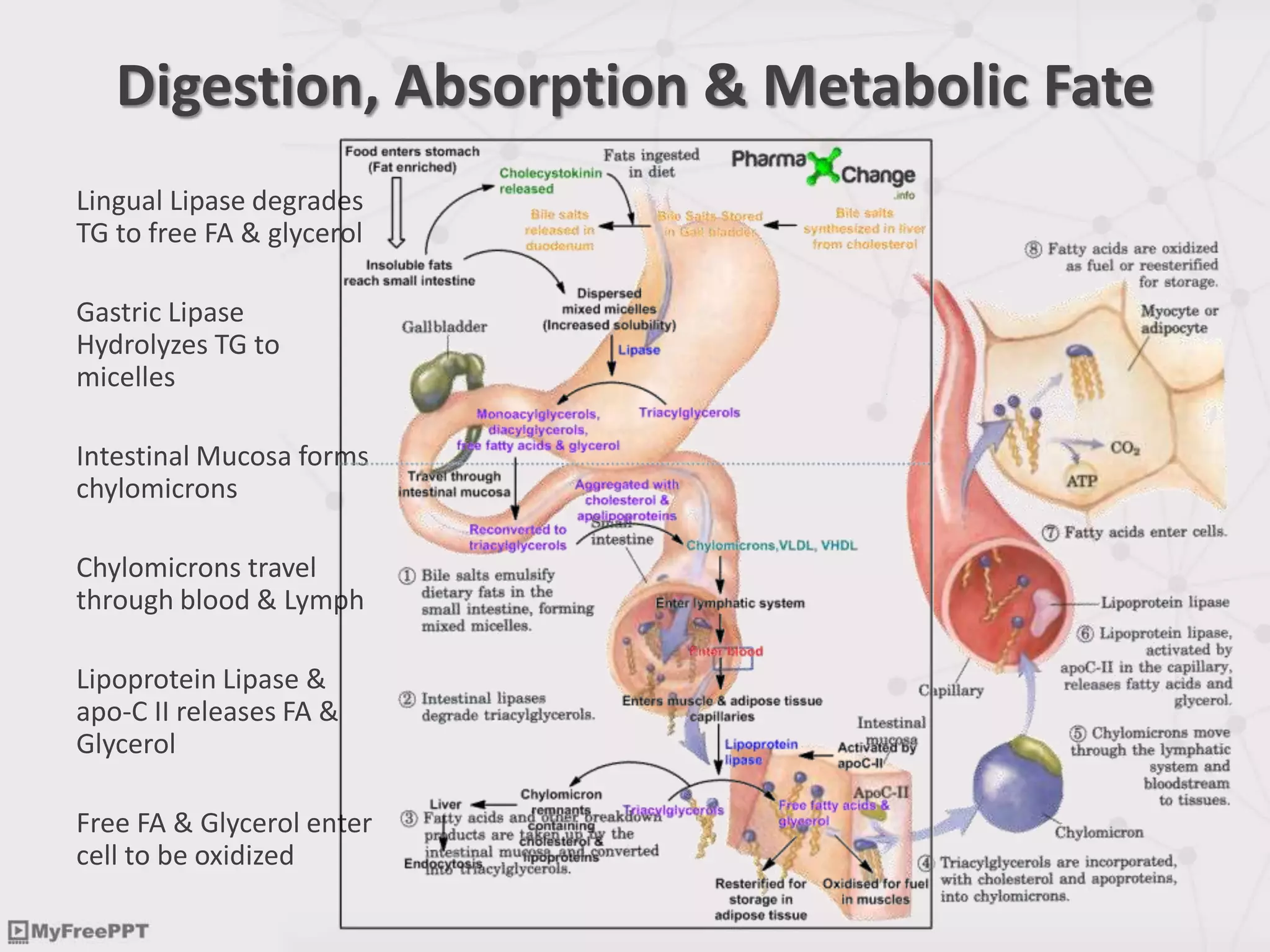 Lipid Catabolism | PPTX
