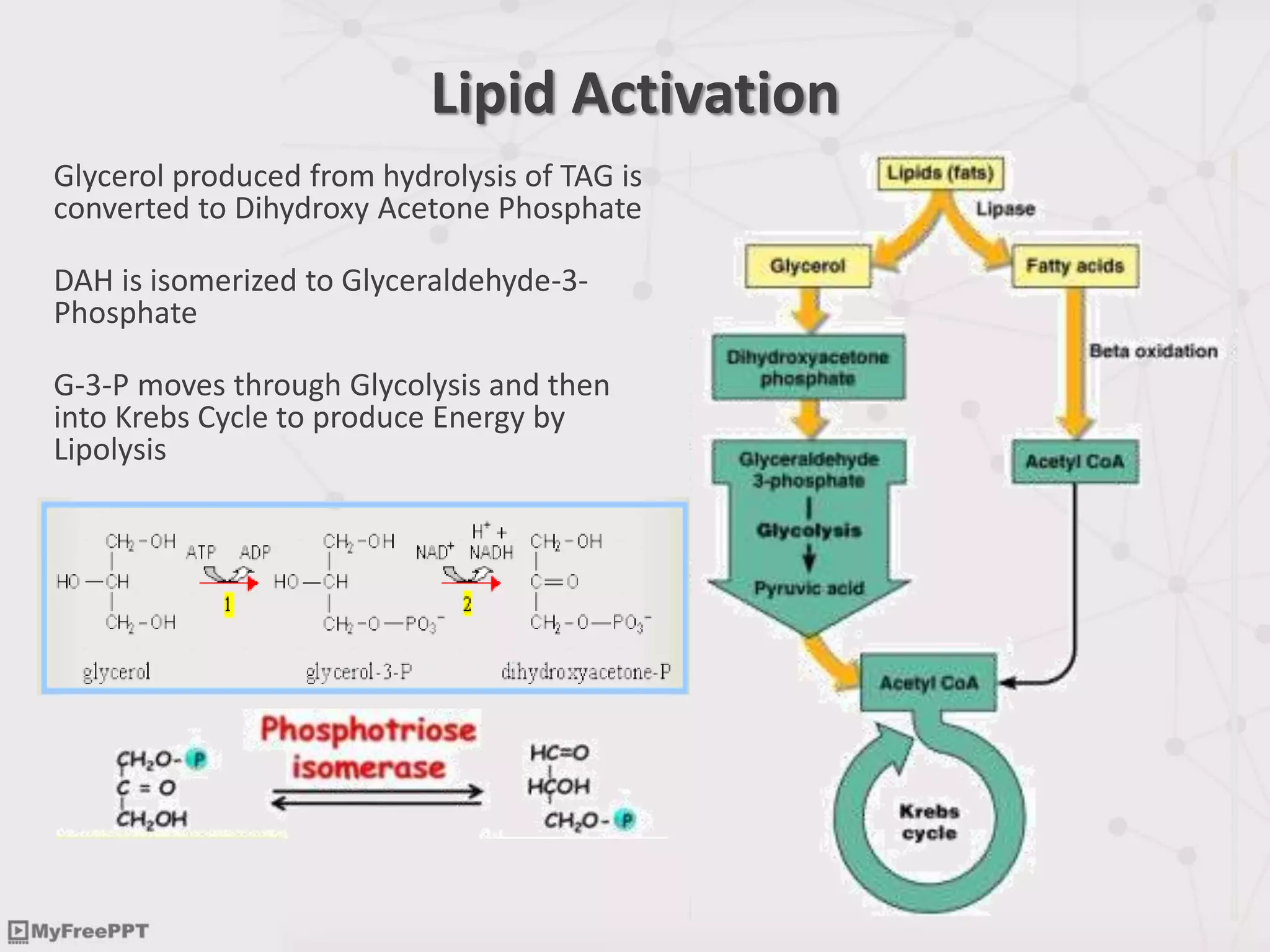 Lipid Catabolism | PPTX