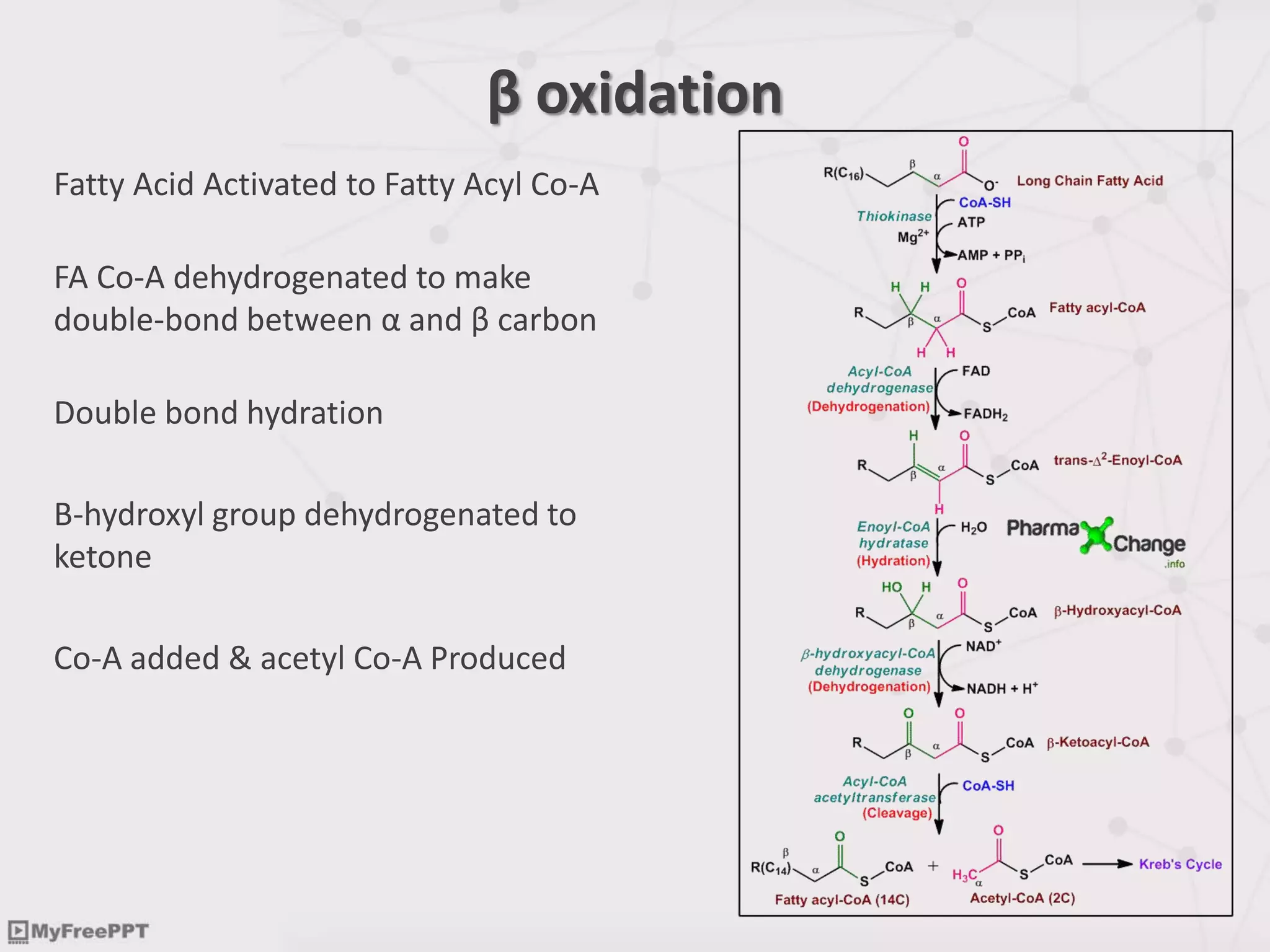Lipid Catabolism | PPTX