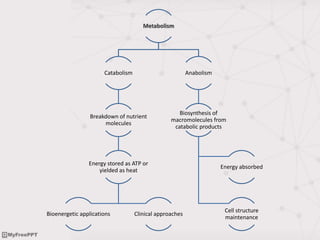 Lipid Catabolism | PPTX