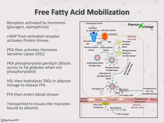 Lipid Catabolism | PPTX