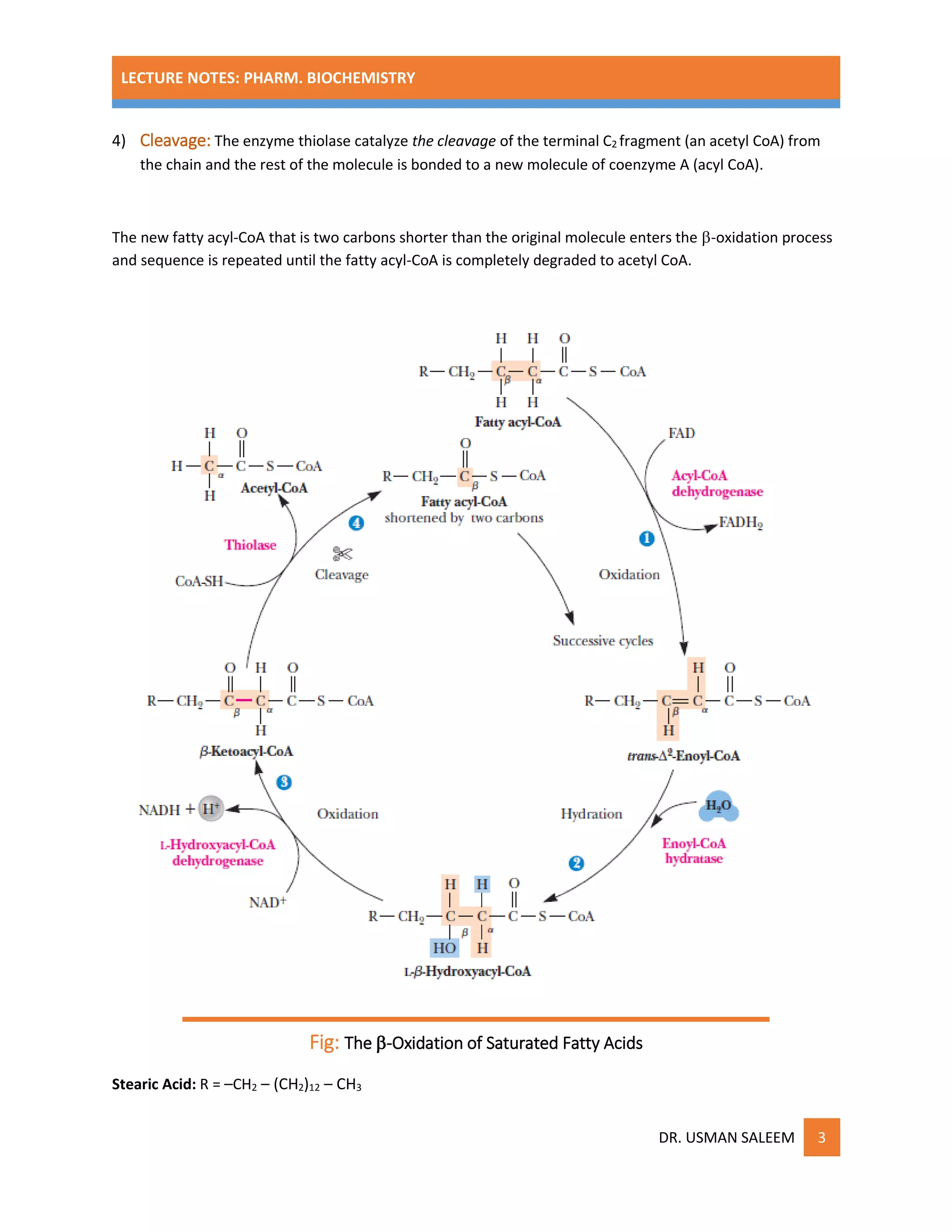 Lipid catabolism (fatty acid oxidation) | PDF