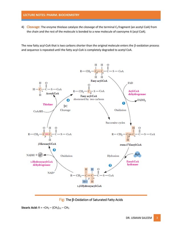 Lipid catabolism (fatty acid oxidation) | PDF | Chemistry | Science