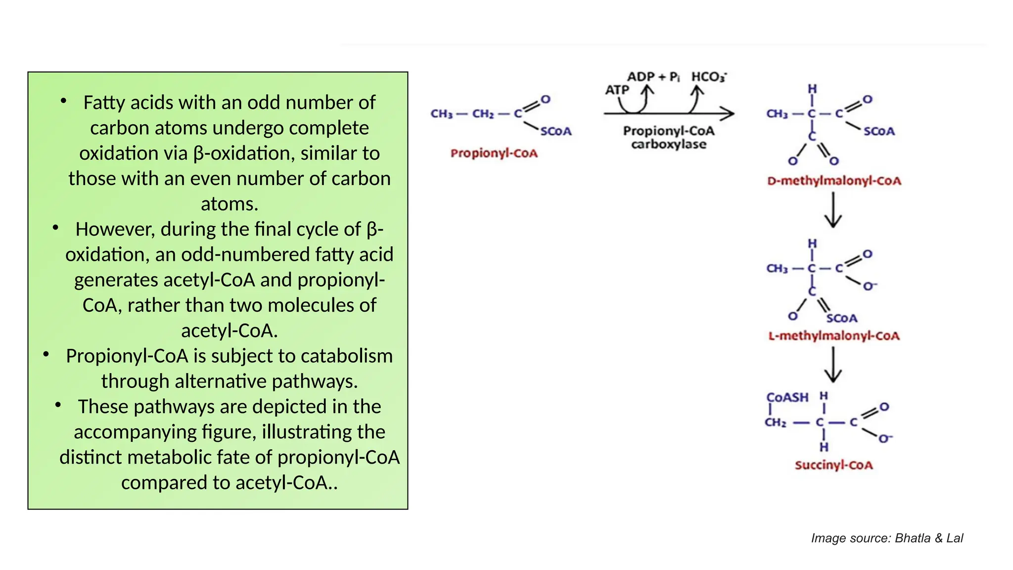lipid catabolism part II.pptx . Gluconeogenesis | PPTX