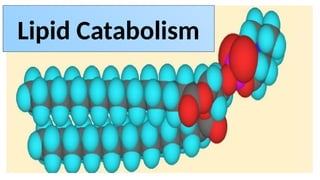 lipid catabolism part II.pptx . Gluconeogenesis | PPTX