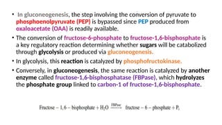 lipid catabolism part II.pptx . Gluconeogenesis | PPTX