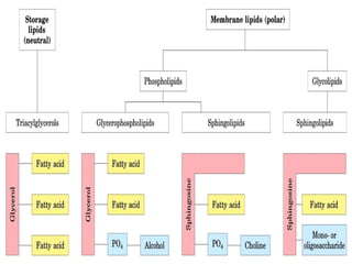 Lipid Chemistry complete introduction.pptx