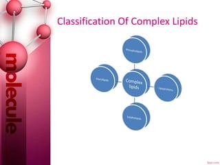 Lipid Classification and Structure function | PDF