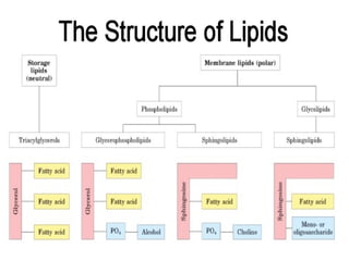 Lipid dan lemak, penggolongan dan contohnya | PPT