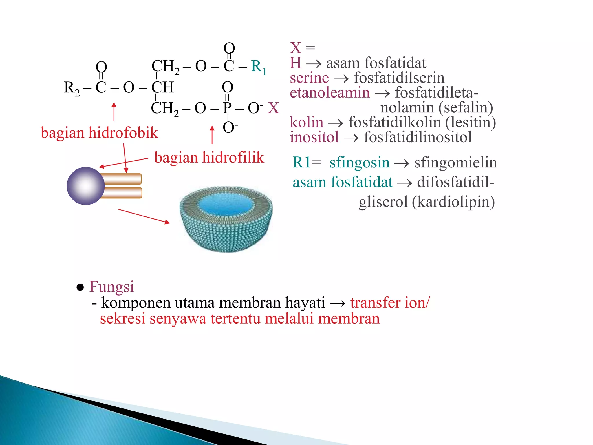 LIPID DAN TURUNANNYA.ppt