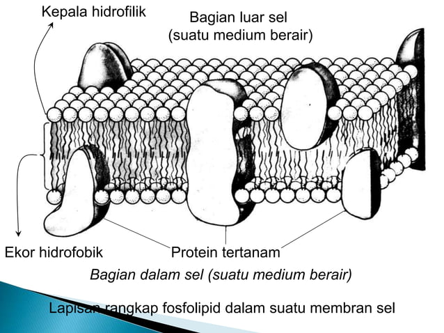 LIPID DAN TURUNANNYA.ppt