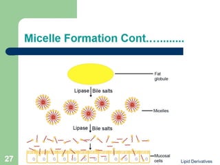 Lipid derivatives (Biochemistry) | PDF
