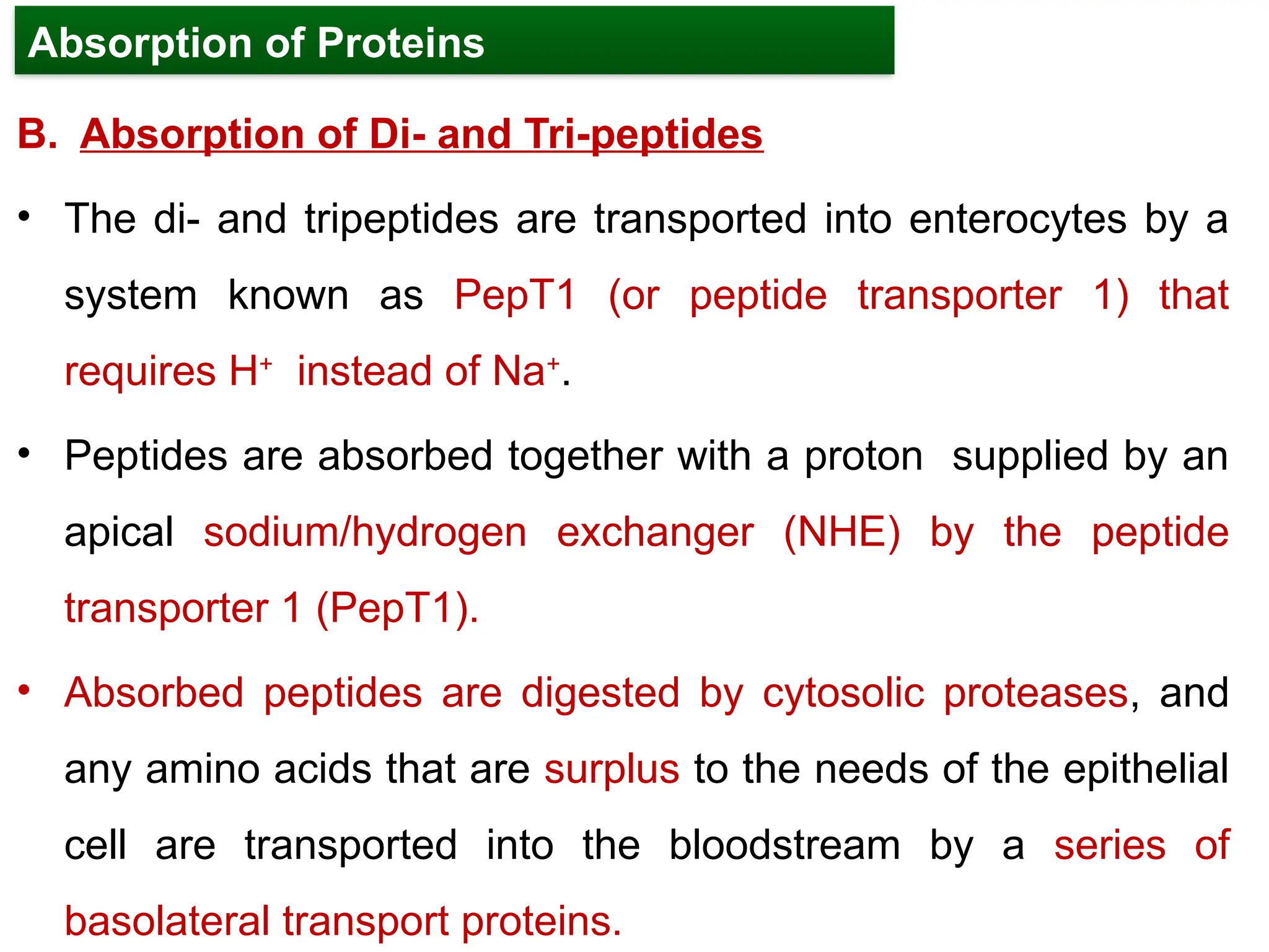 Absorption of Proteins, Digestion and Absorption of Lipids | PPTX